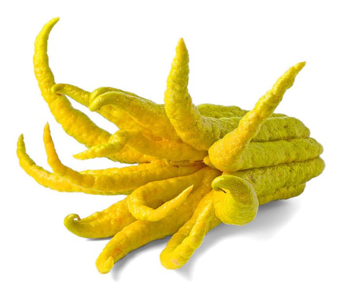 Buddha's Hand Citron | Frieda's LLC - The Branded Produce Company